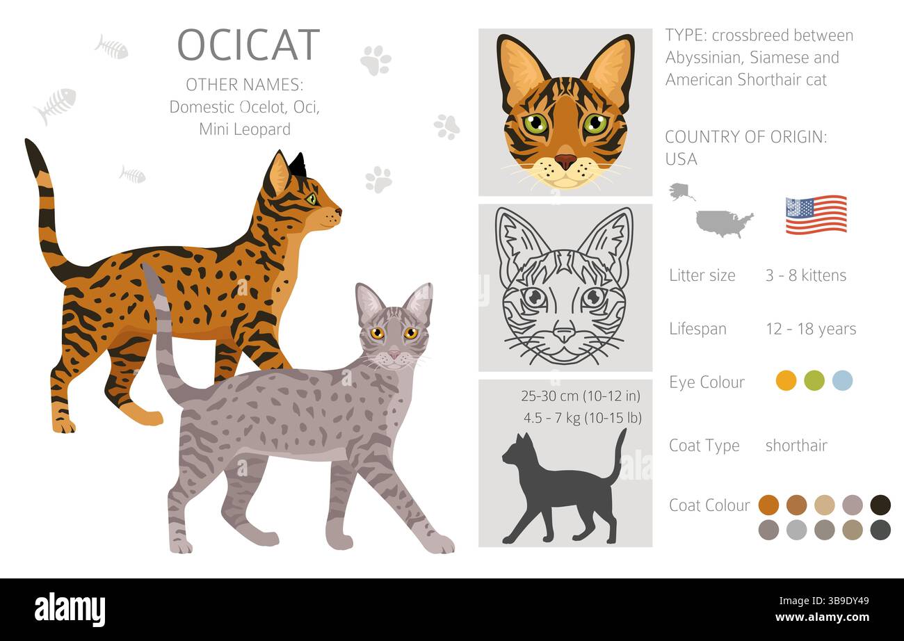 Ocicat, Ocelot Cat clipart. All coat colors set. All cat breeds ...