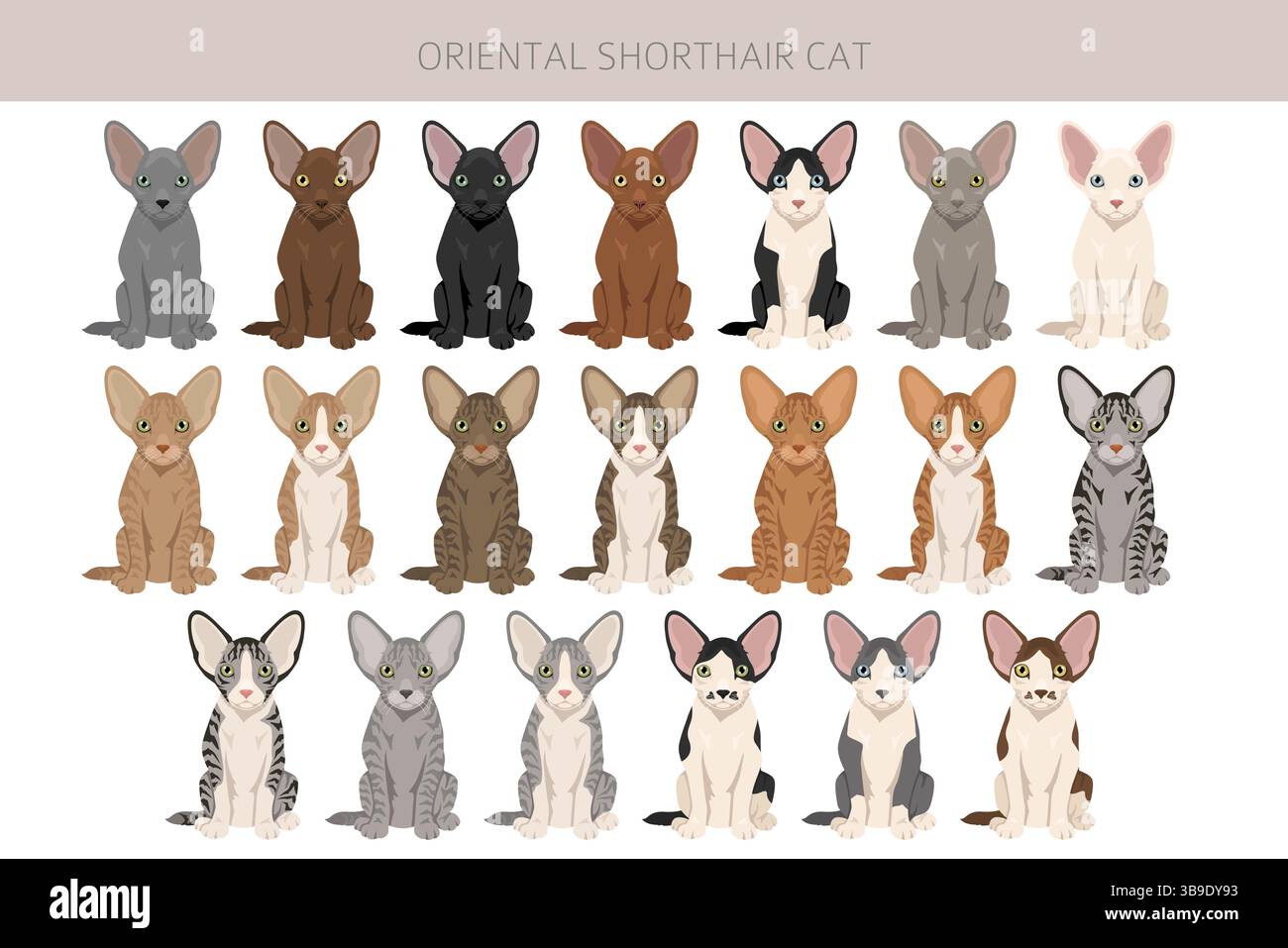 Oriental Shorthair Cat clipart. All coat colors set. All cat breeds ...