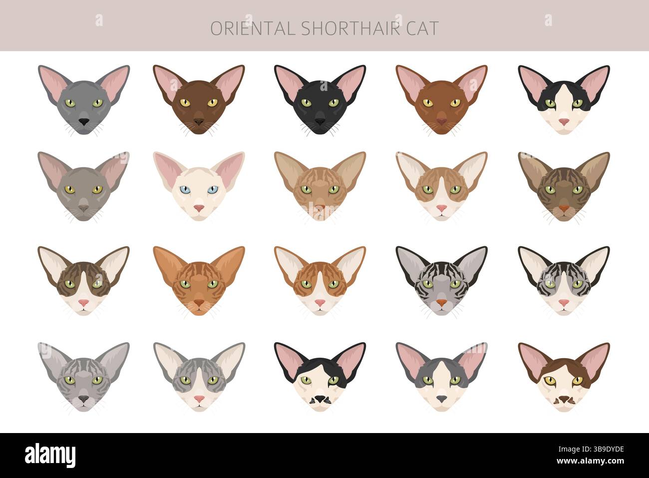 Oriental Shorthair Cat clipart. All coat colors set. All cat breeds ...