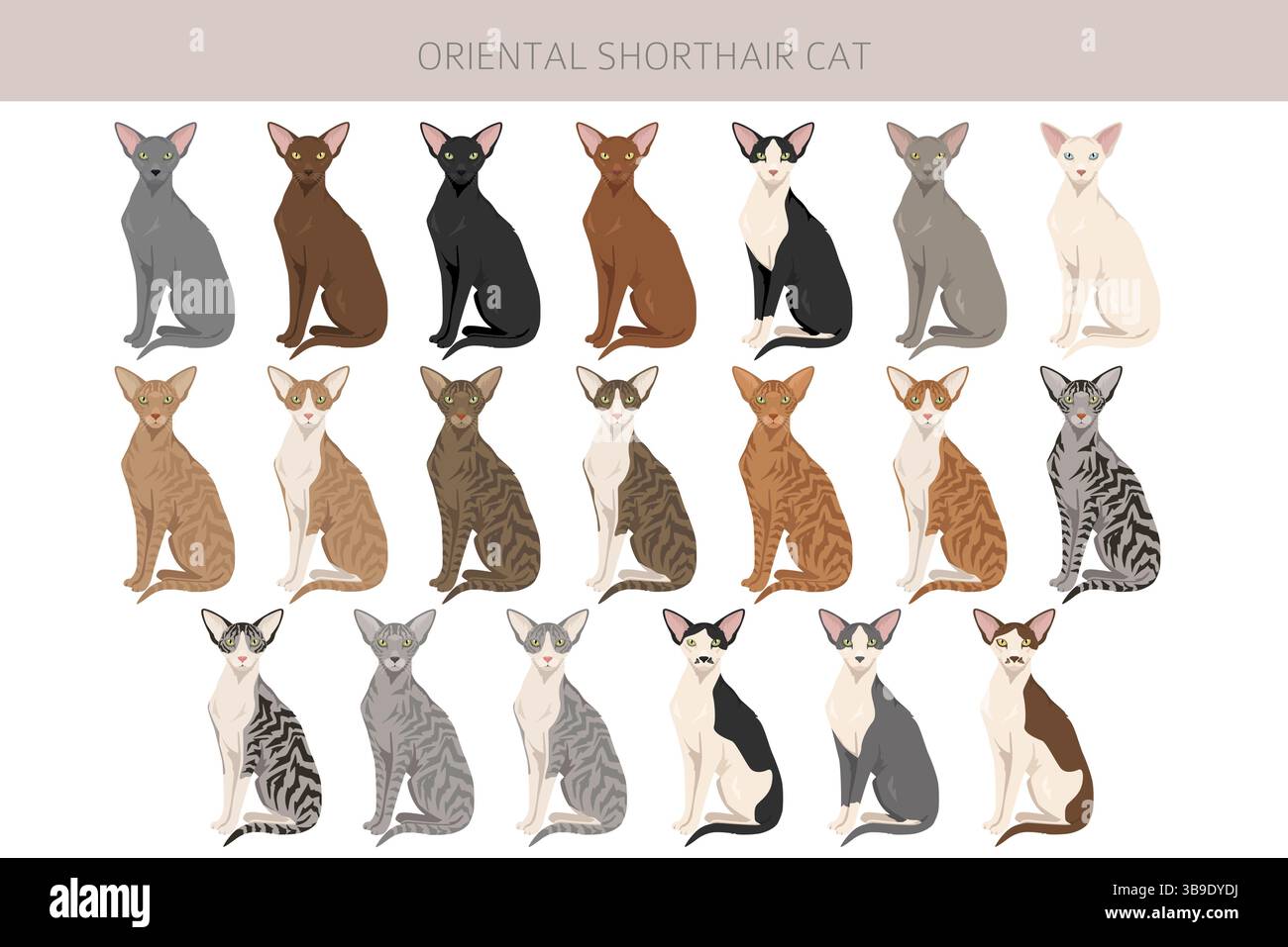 Oriental Shorthair Cat clipart. All coat colors set. All cat breeds ...