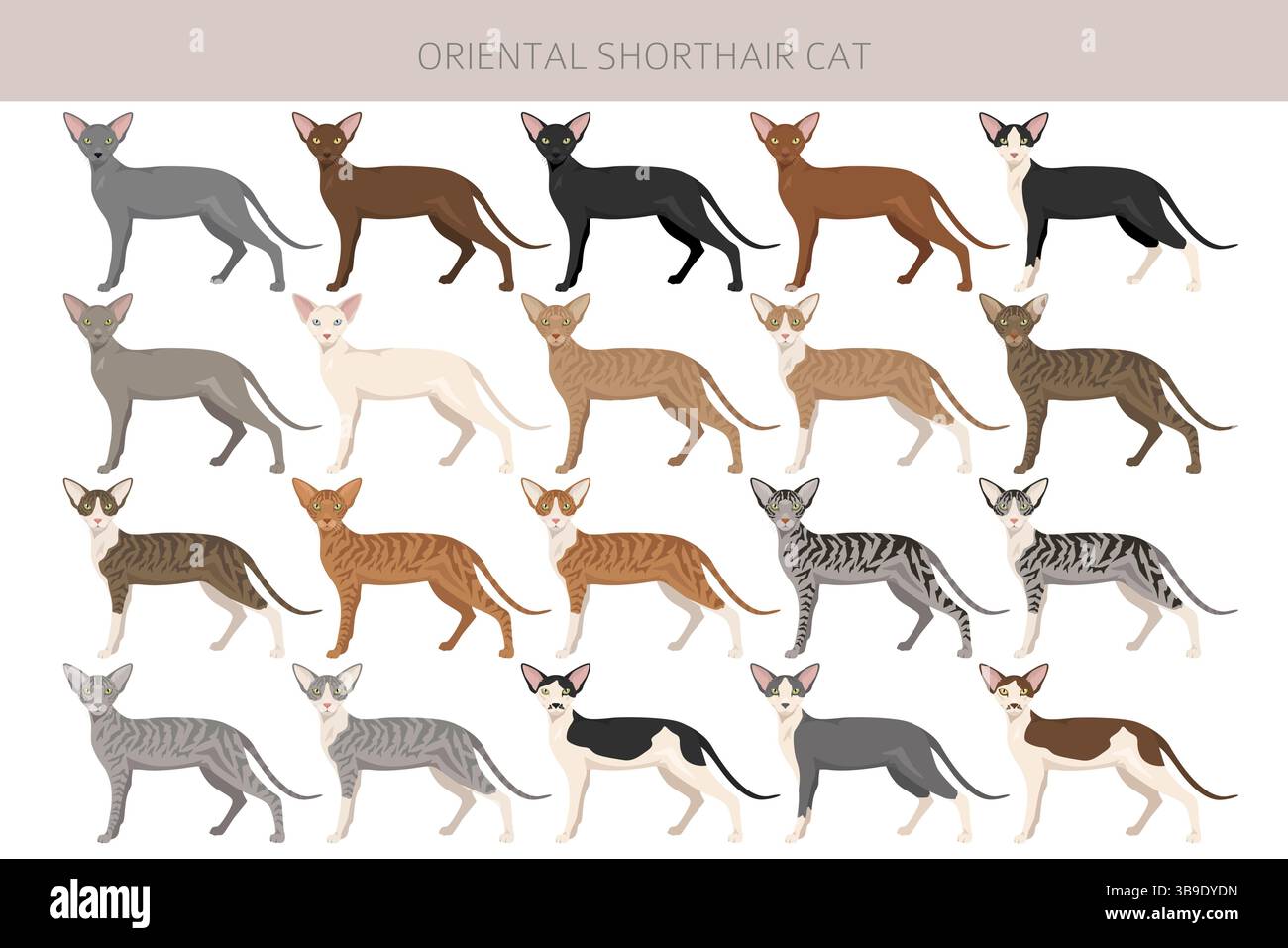 Oriental shorthair clipart hi-res stock photography and images - Alamy