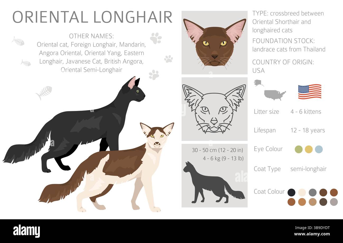 Oriental Longhair Cat clipart. All coat colors set. All cat breeds ...