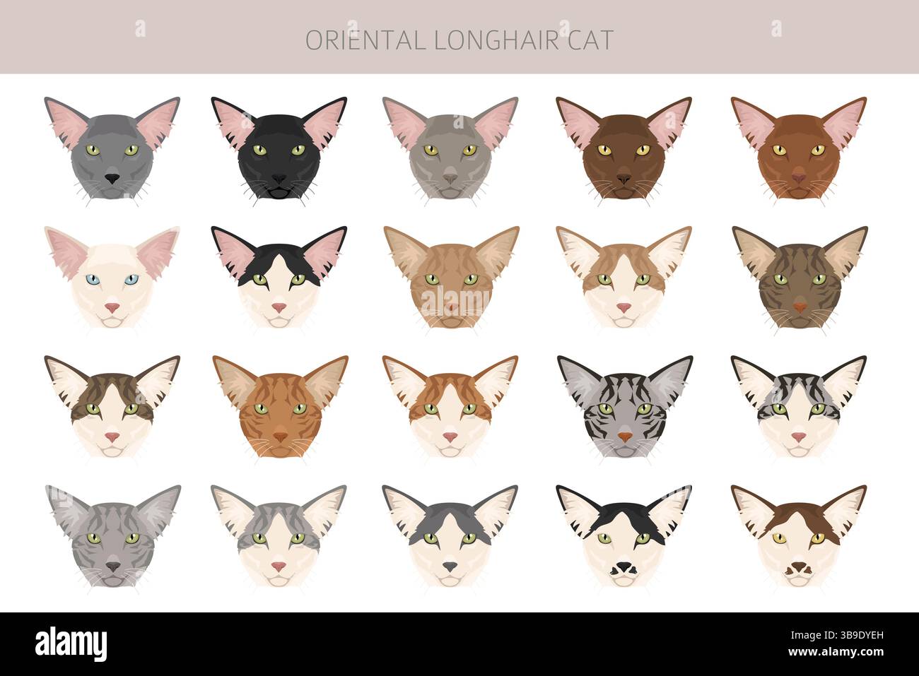 Oriental Longhair Cat clipart. All coat colors set. All cat breeds ...