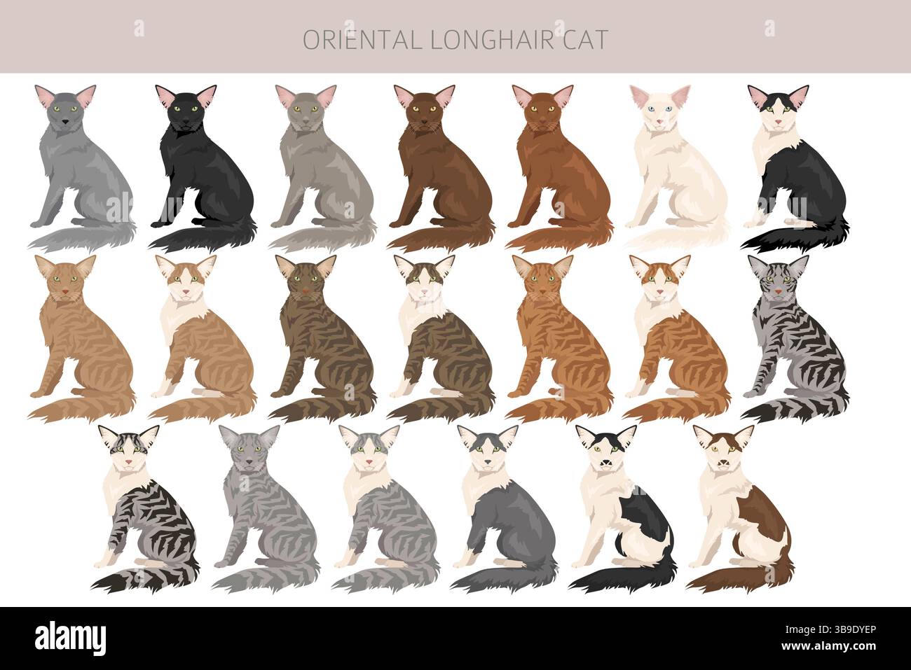 Oriental Longhair Cat clipart. All coat colors set. All cat breeds ...