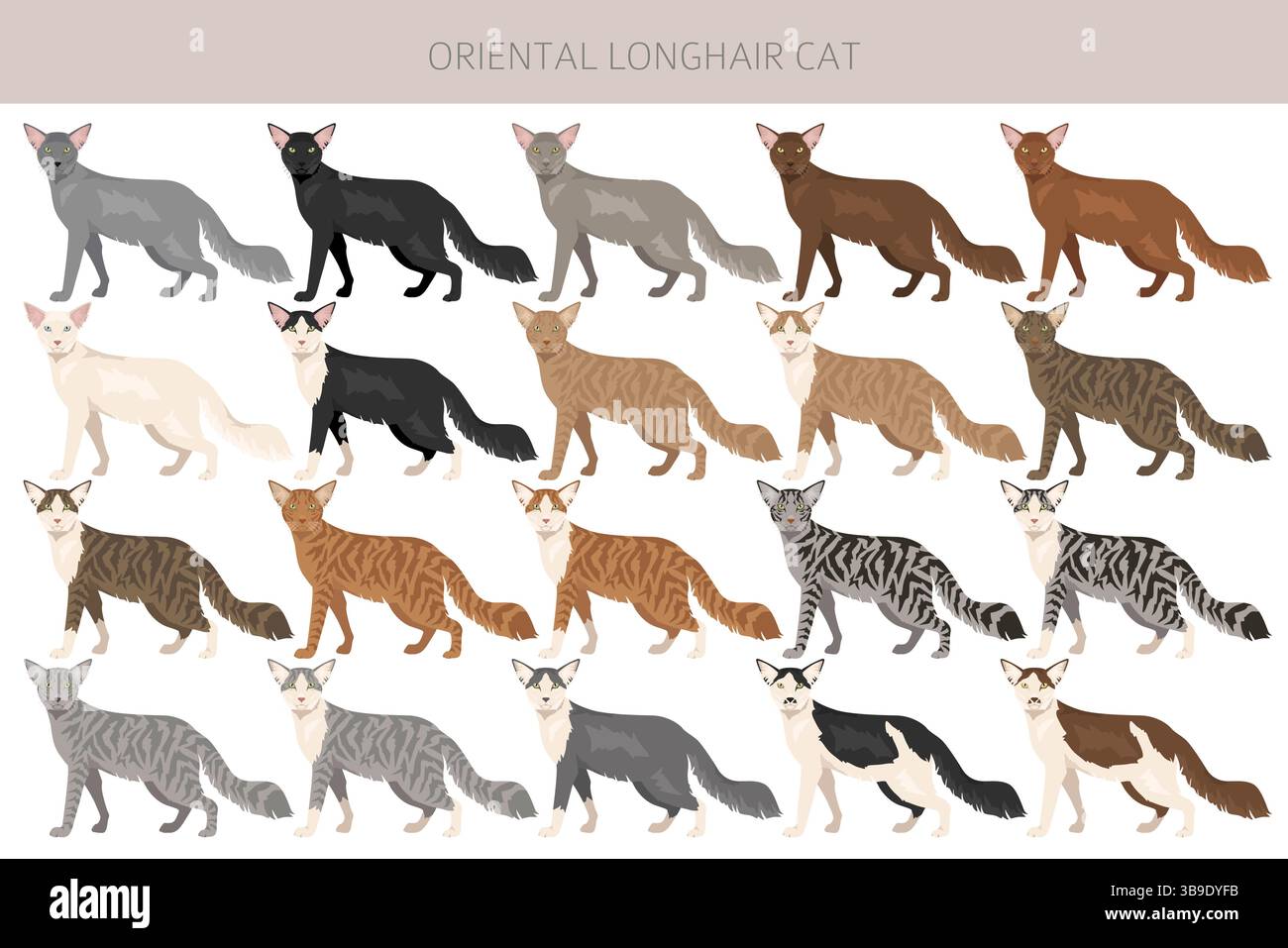 Oriental Longhair Cat clipart. All coat colors set. All cat breeds ...