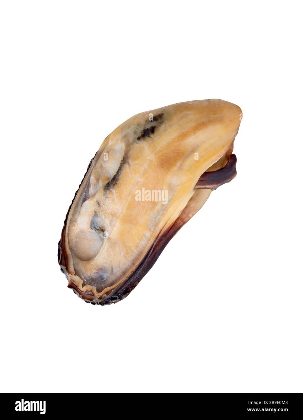 Side view of single cooked green mussels meat is isolated on white ...