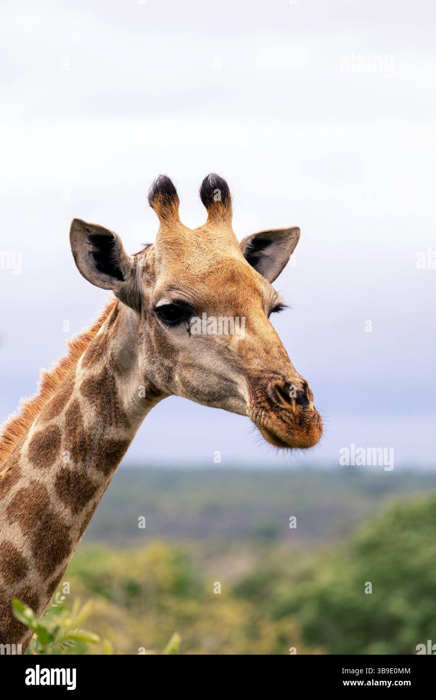 Close up portrait, giraffe head and neck side view, gray sky, green ...