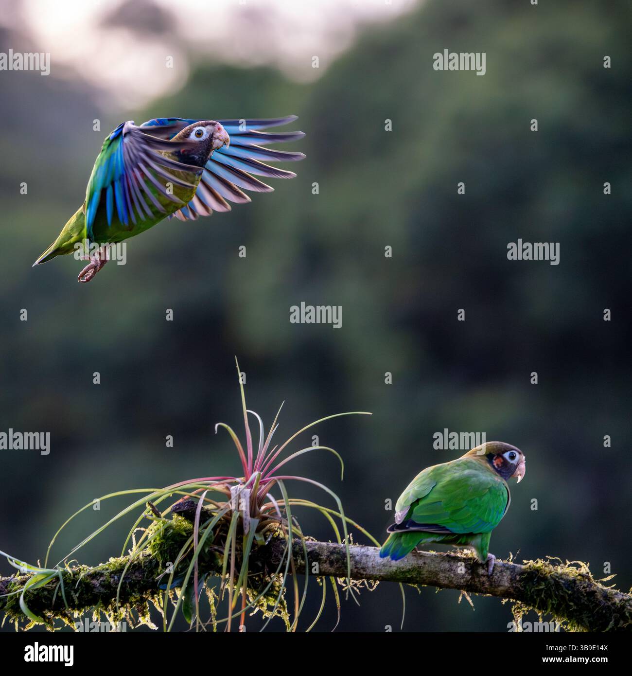 Green parrot in the tropical forest of costa rica hi-res stock ...