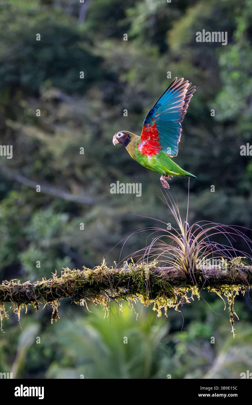Green parrot in new hi-res stock photography and images - Alamy