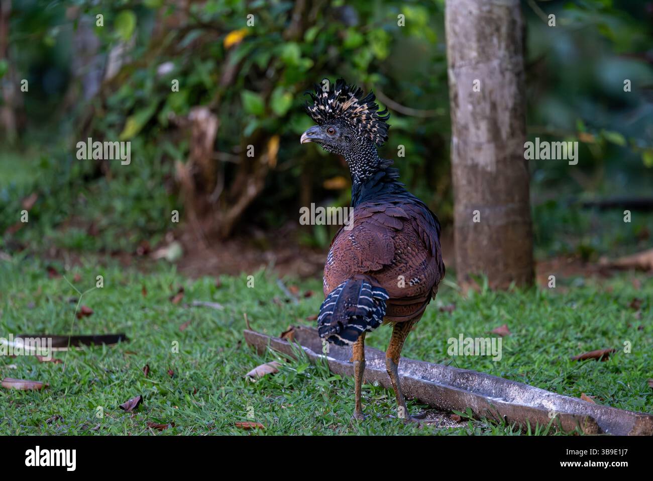 Female curassow hi-res stock photography and images - Alamy