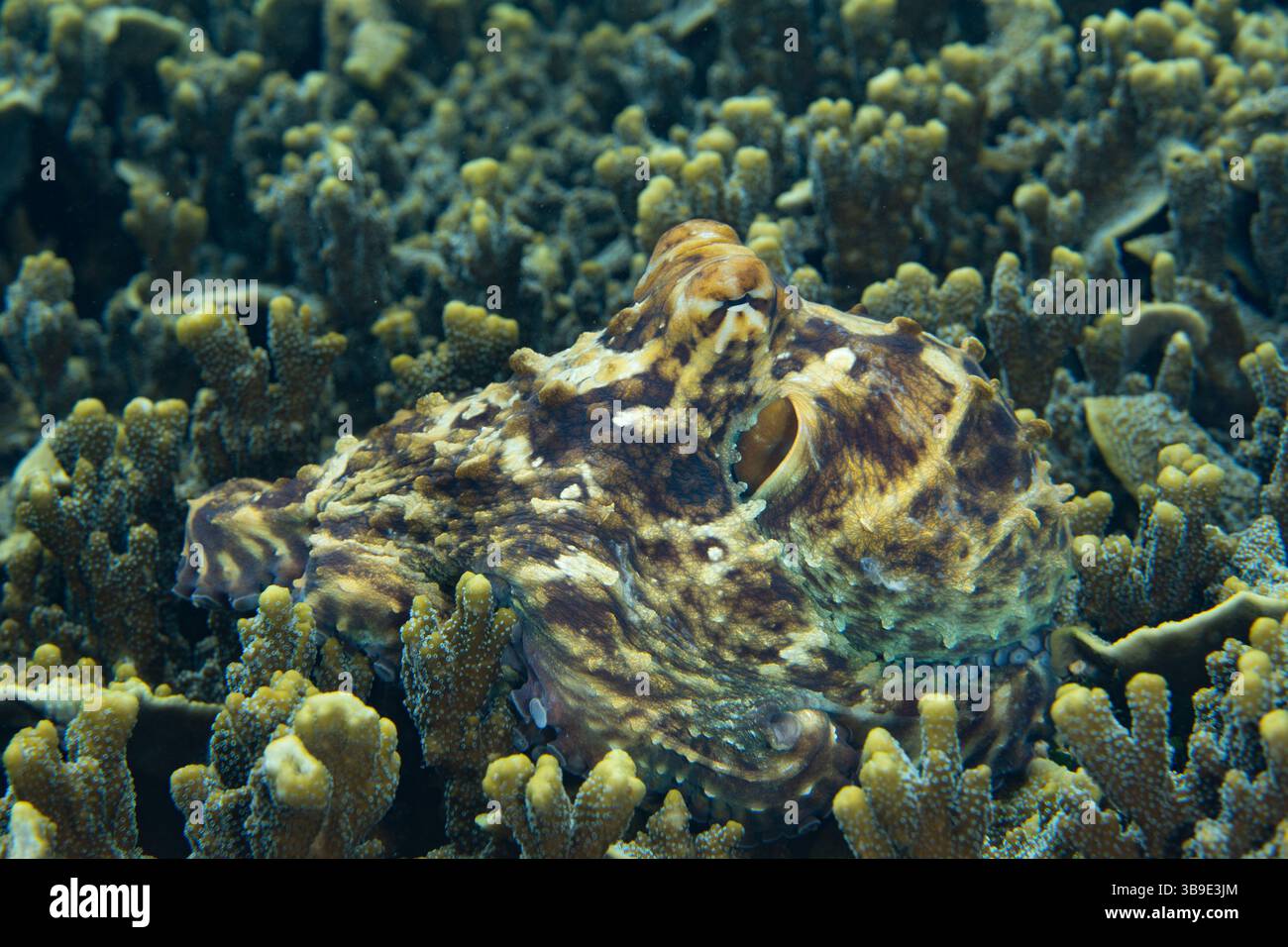 A well camouflaged Reef octopus, Octopus cyanea, crawls on top of a ...
