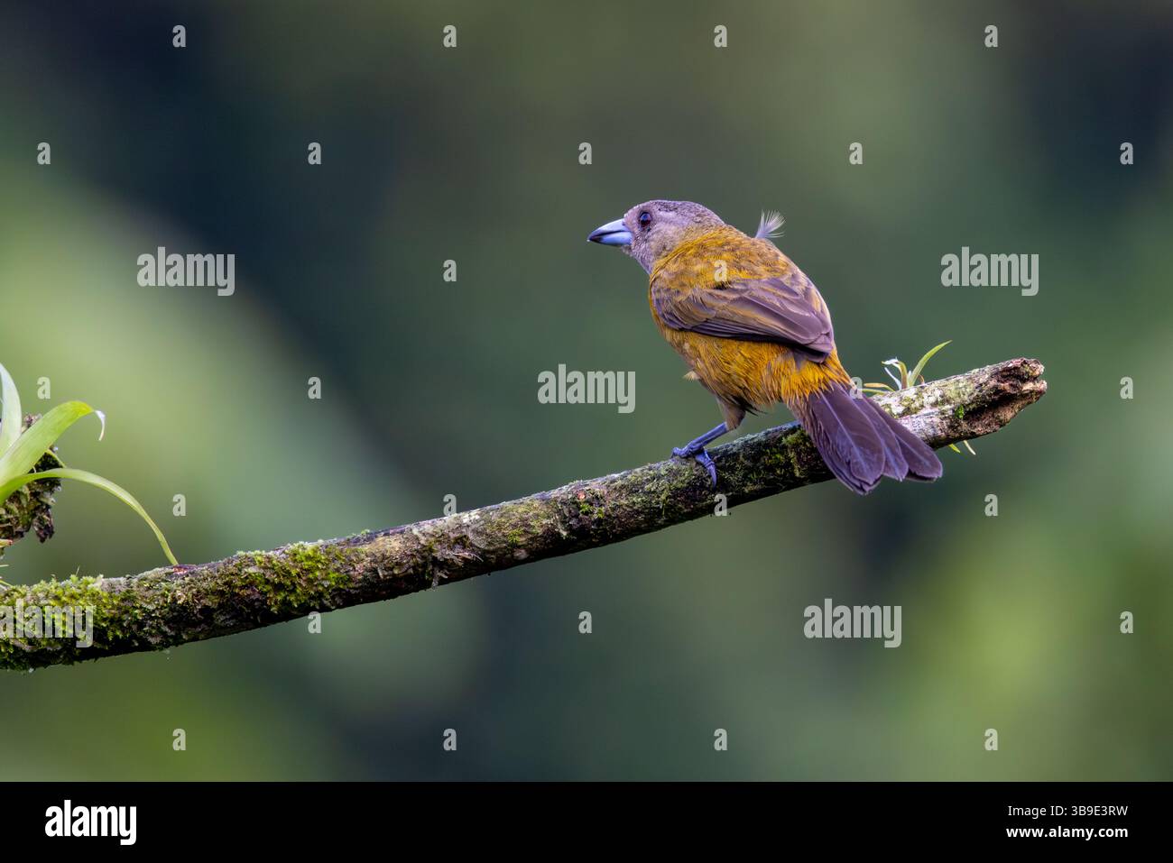 Scarlet-rumped tanager - female Stock Photo - Alamy