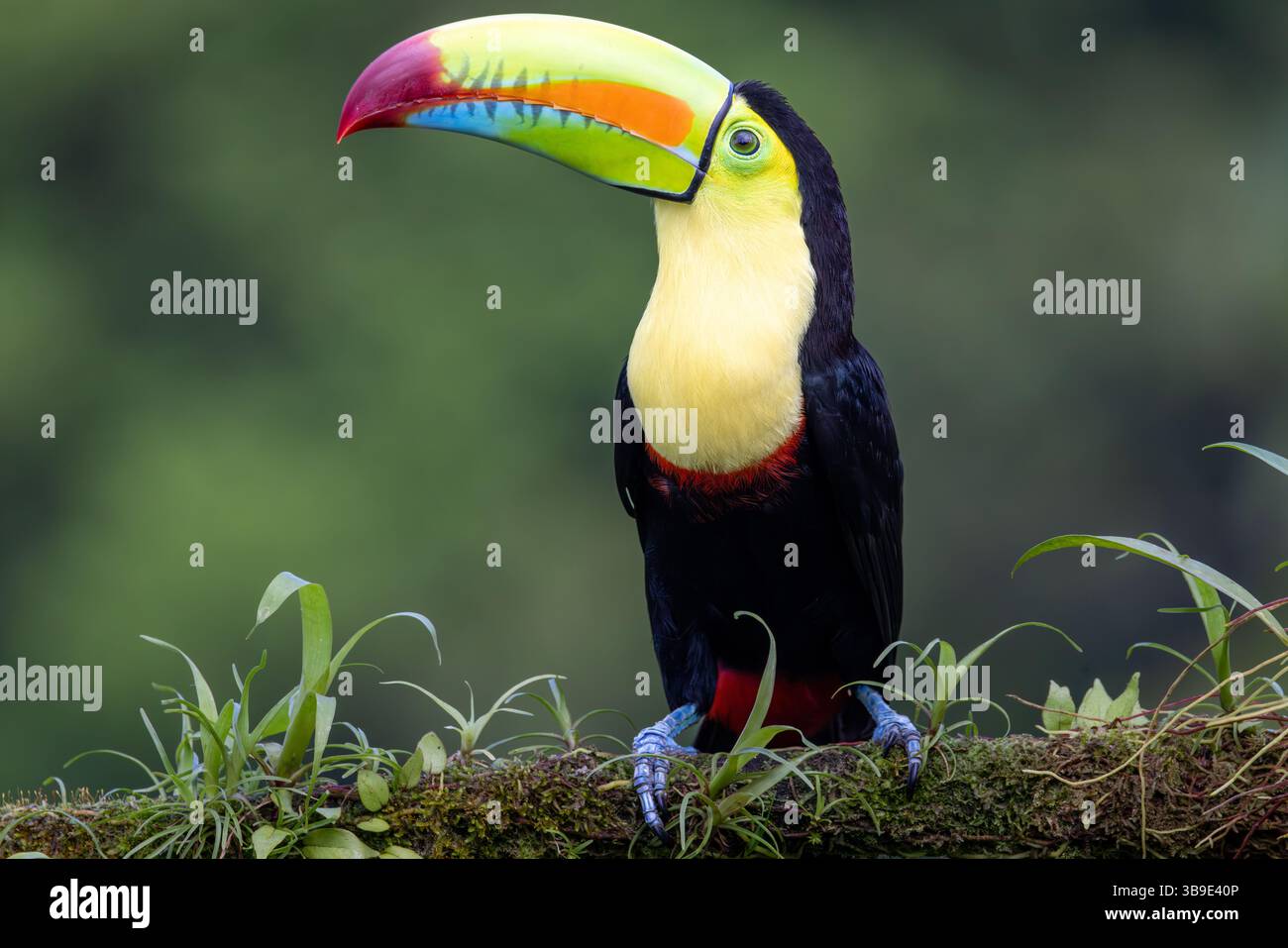 Toucan pictures hi-res stock photography and images - Alamy