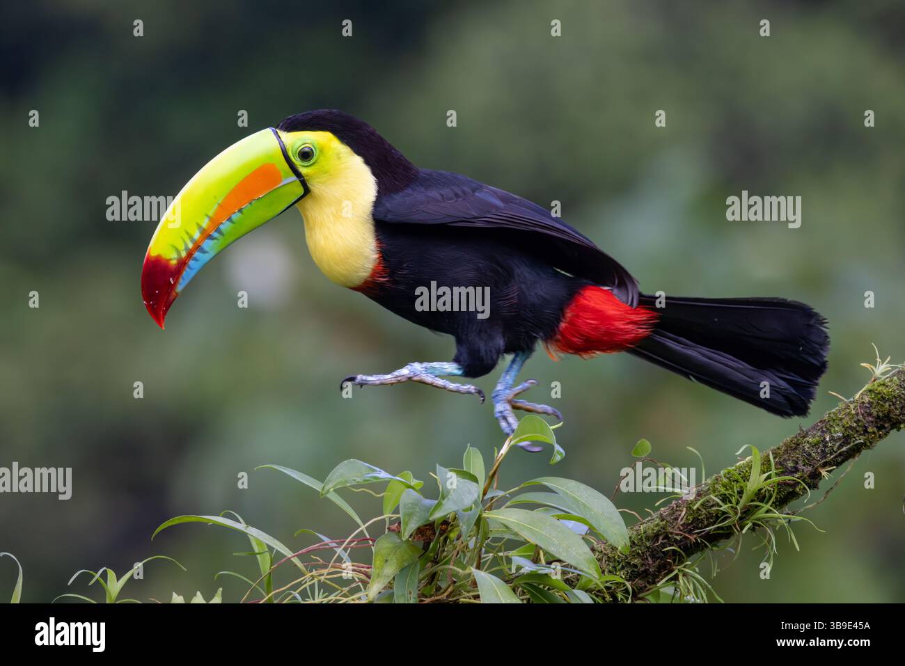 Keel-billed toucan jumping Stock Photo - Alamy