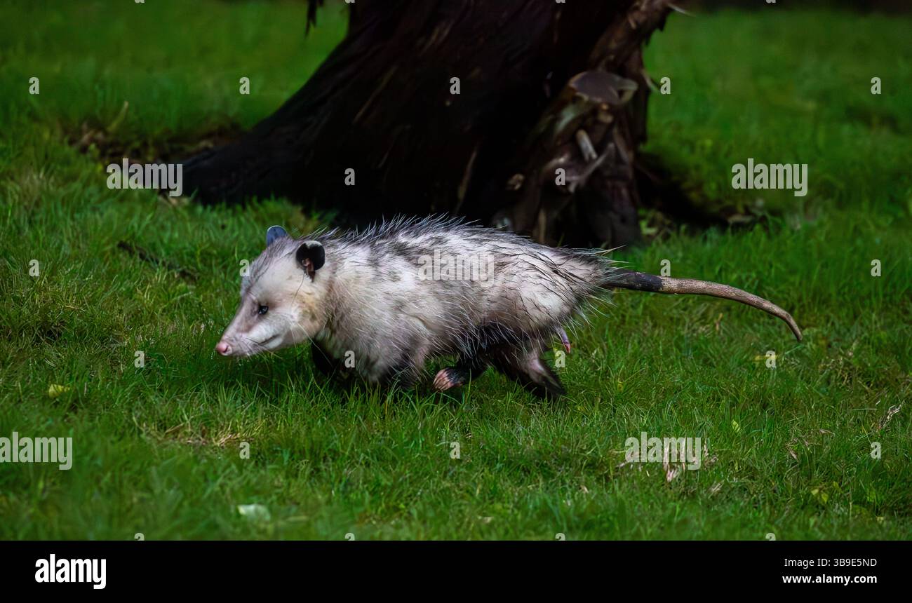 Wet opossum running on wet grass Stock Photo - Alamy