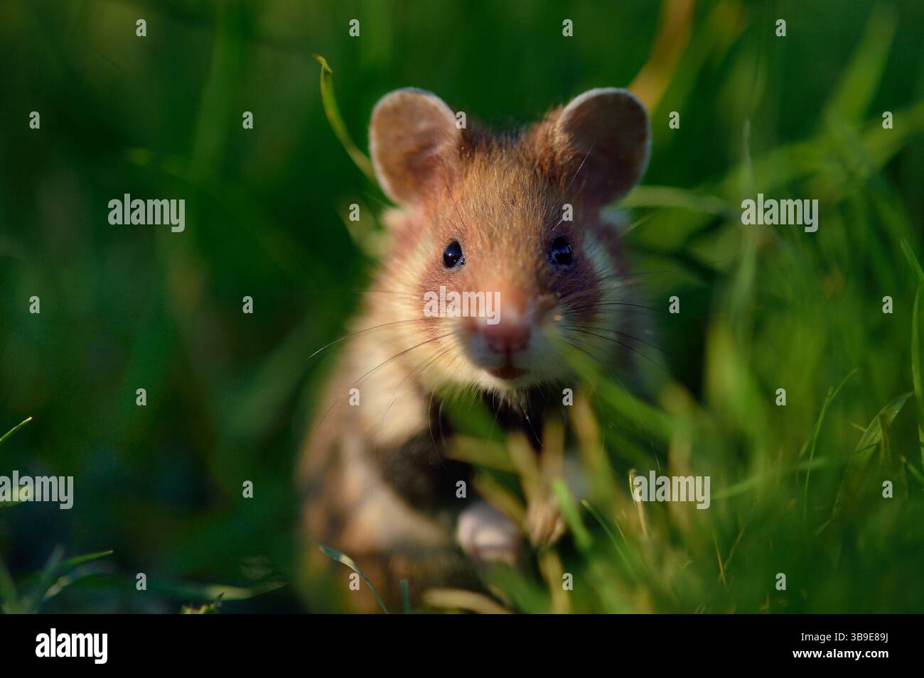 European hamster (Cricetus cricetus), also known as black-bellied or ...