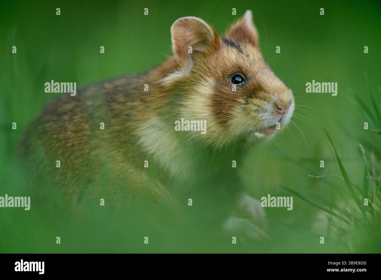 European hamster (Cricetus cricetus), also known as black-bellied or ...