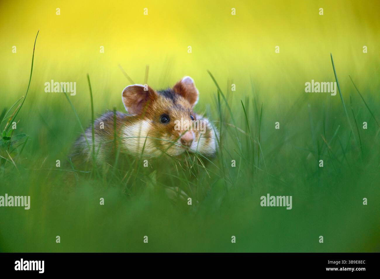 European hamster (Cricetus cricetus), also known as black-bellied or ...