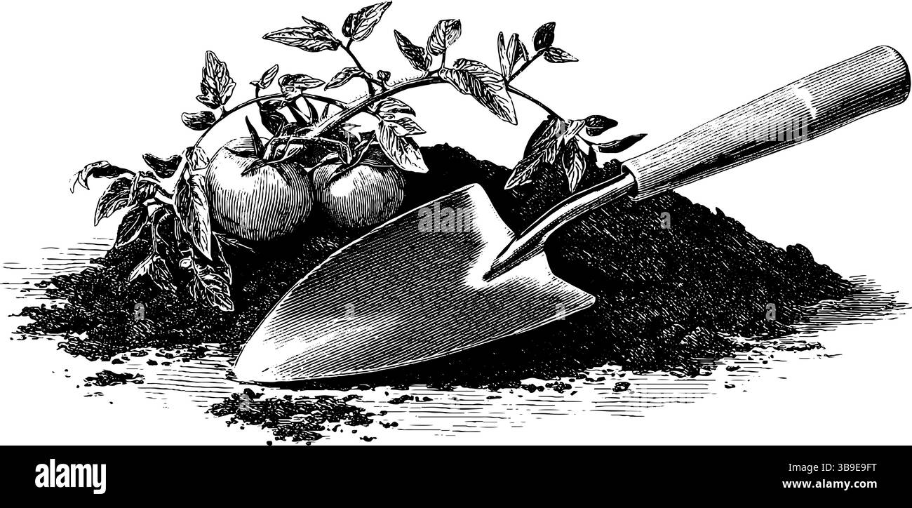 Vintage gardening tools and tomato plant engraving for botanical design ...