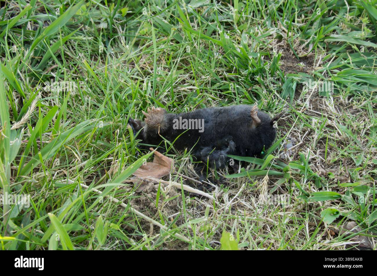 Photograph of a garden with a dead mole Stock Photo - Alamy