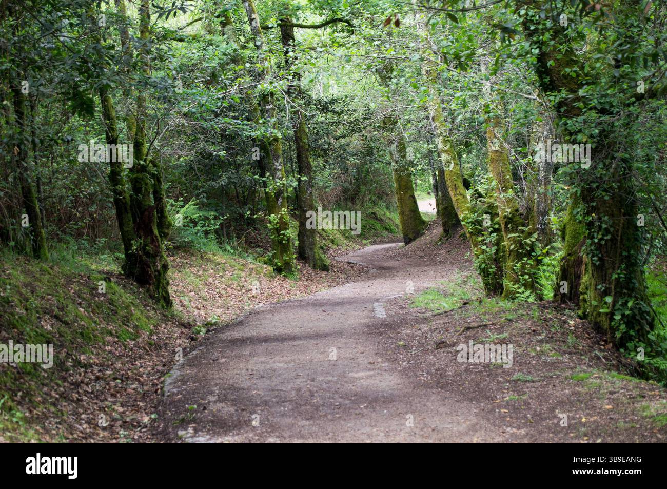 Landscape photograph of a river path that borders a river with trees forming a gallery Stock ...