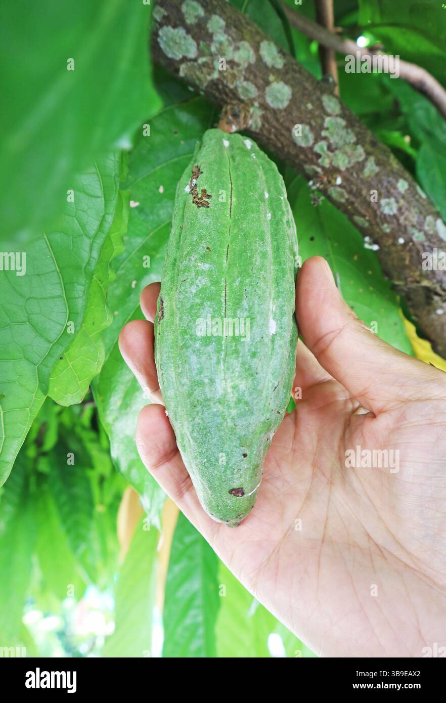 Immature Cacao Pod, the Fruit of Theobroma Cacao Tree Native to America ...