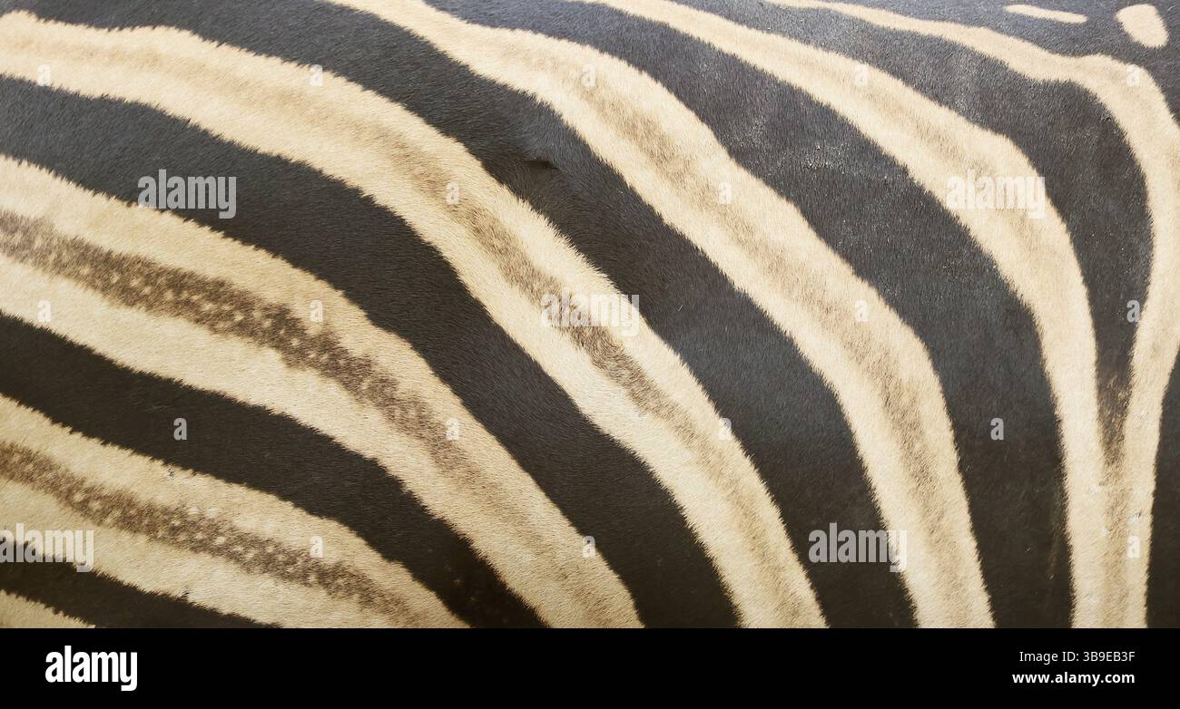 Unique coat patterns hi-res stock photography and images - Alamy