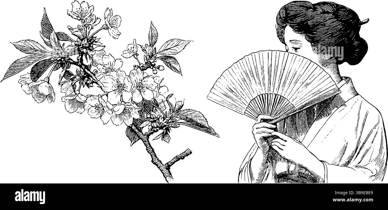 Geisha with folding fan and cherry blossoms engraved illustration for ...