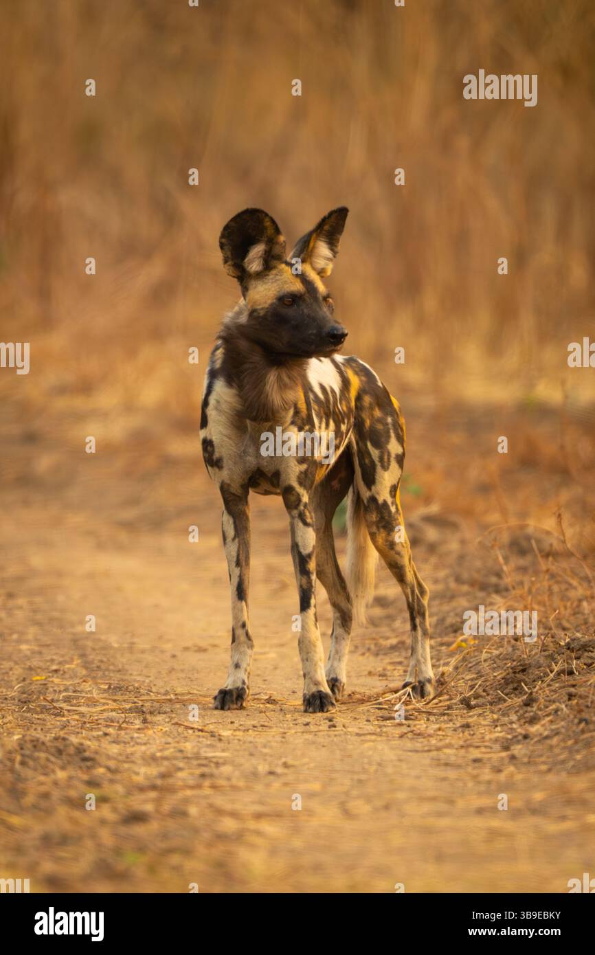 African wild dog stands on sand track Stock Photo - Alamy