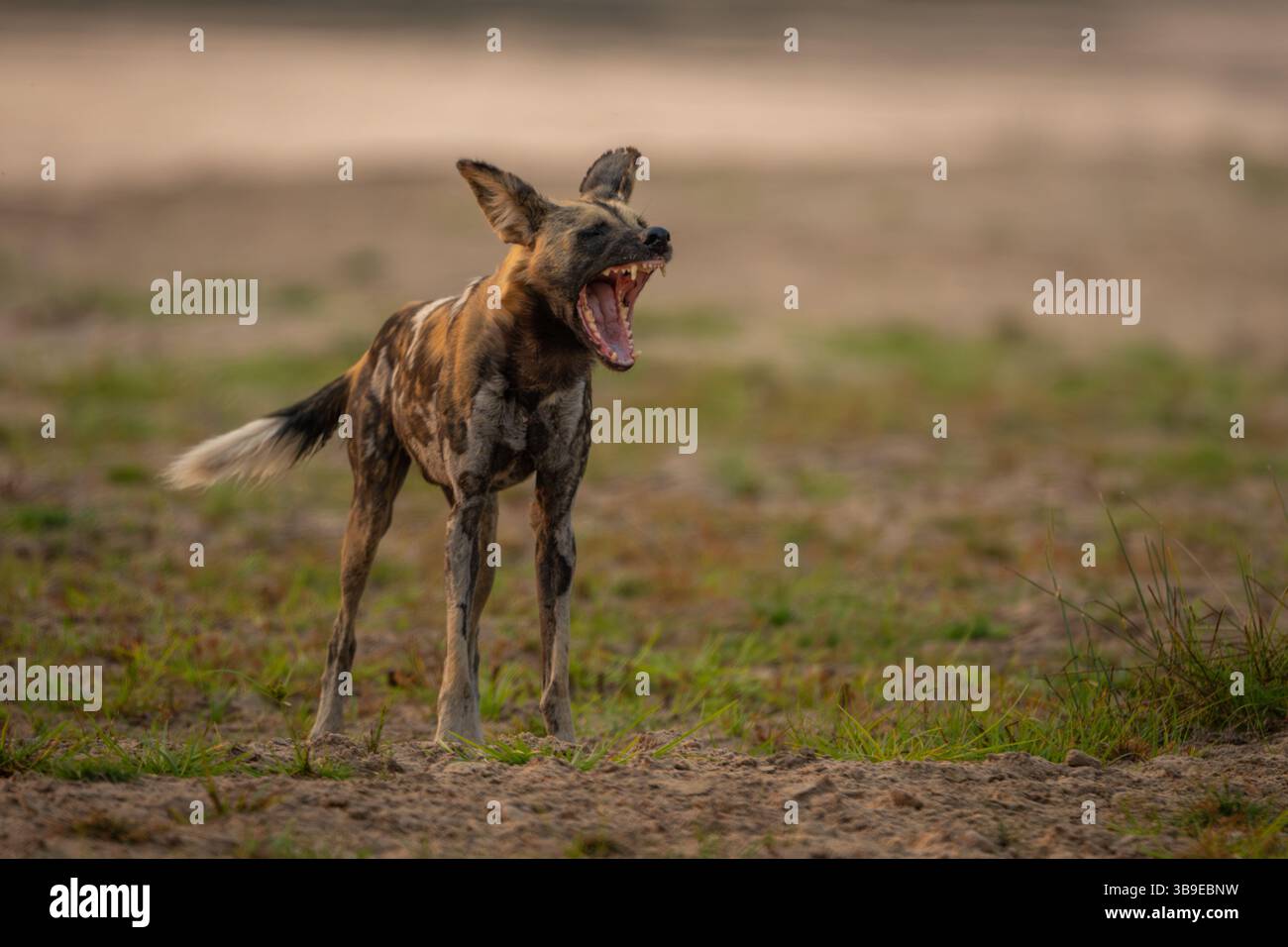 African wild dog stands yawning on riverbank Stock Photo - Alamy