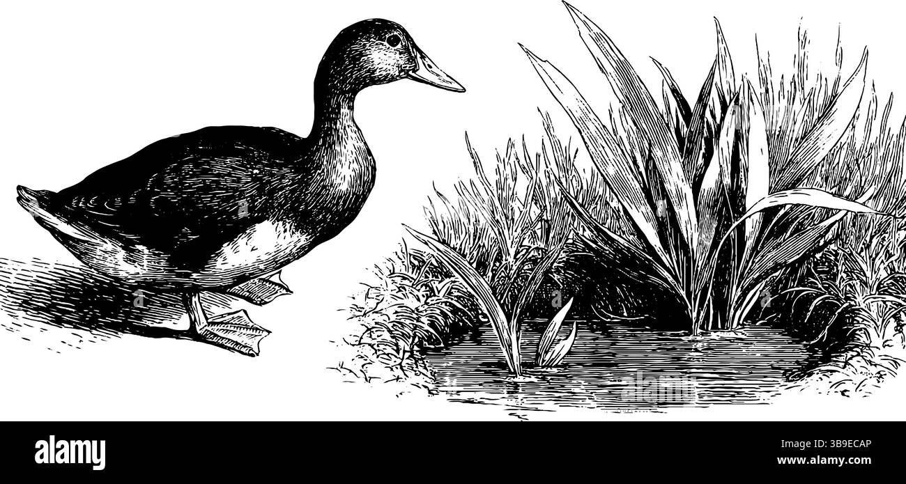 Engraved duck illustration with feathers and pond scene for design use ...