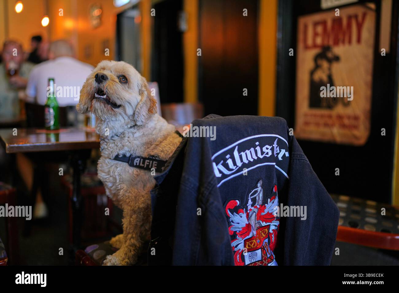 Dog Alfie sits on a chair in a pub as Motorhead fans meet to ...