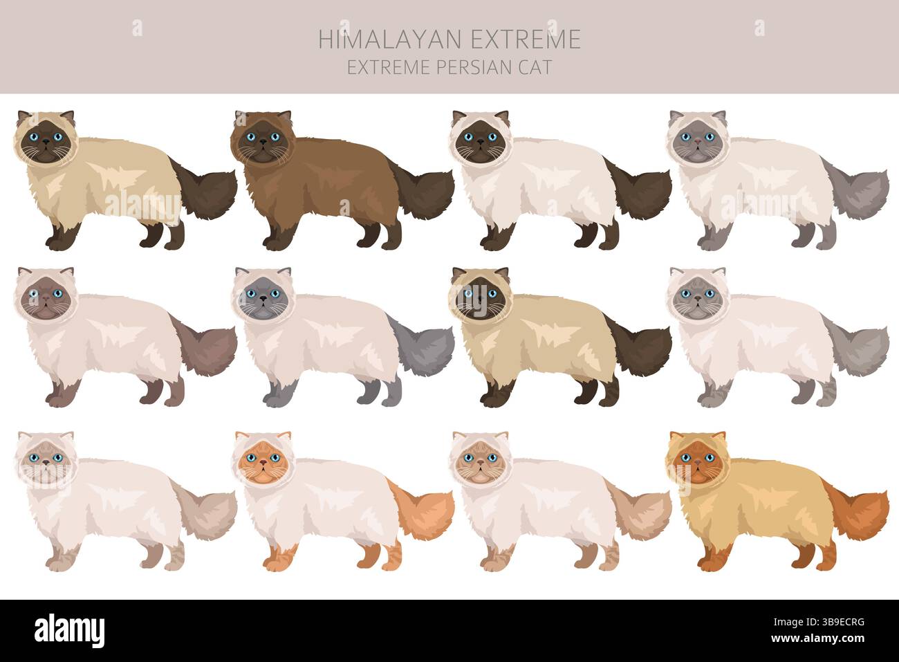 Himalayan Persian Cat longhaired clipart. Extreme type persian cat. All ...