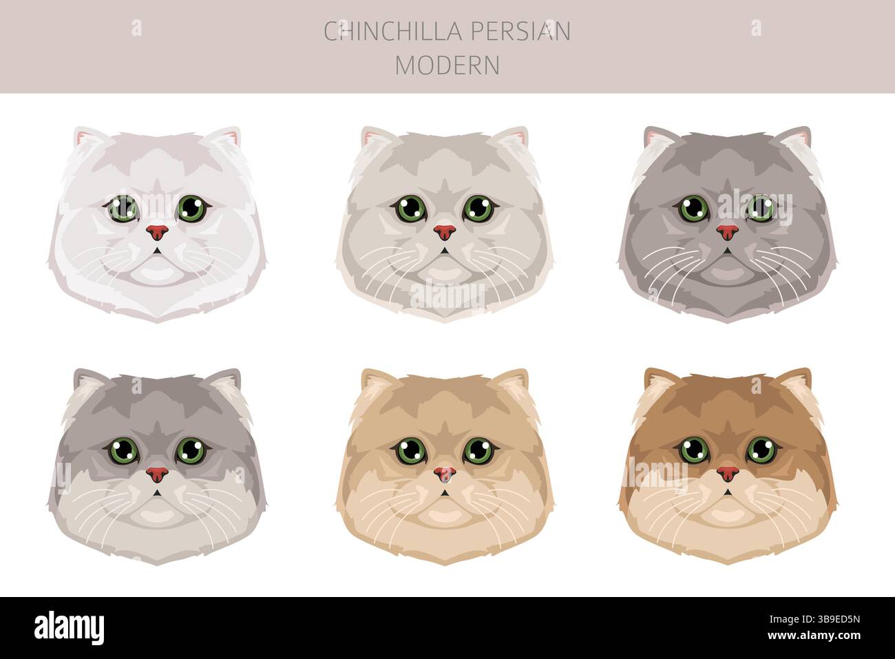 Chinchilla Persian Cat longhaired clipart. Modern type persian cat. All ...