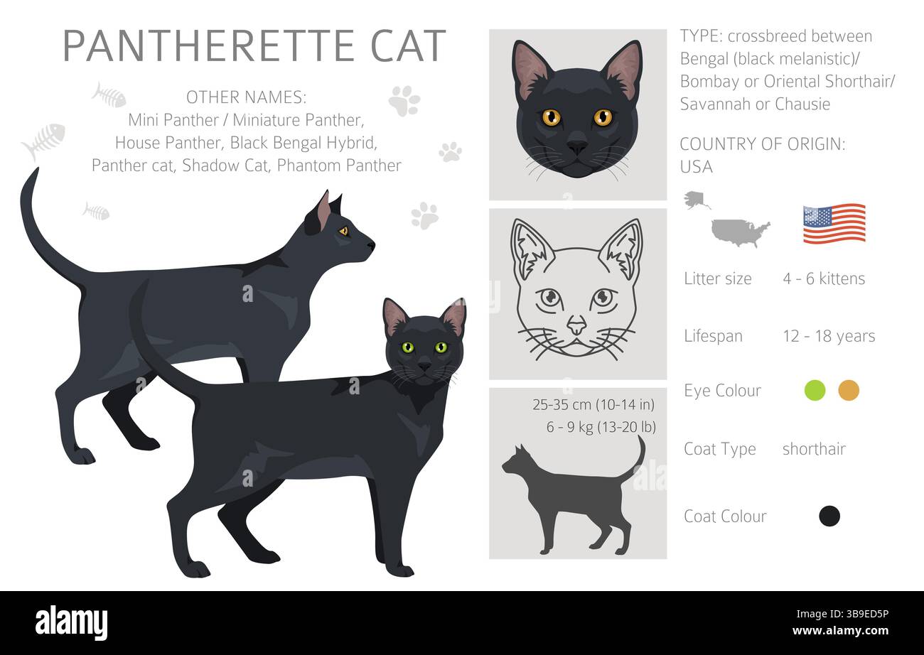 Pantherette Cat clipart. All coat colors set. All cat breeds ...