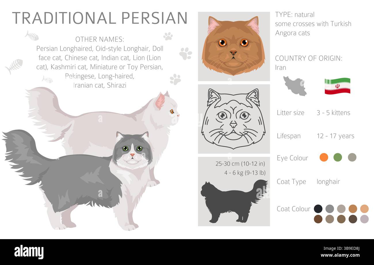 Persian Cat longhaired clipart. Traditional classic type persian cat ...
