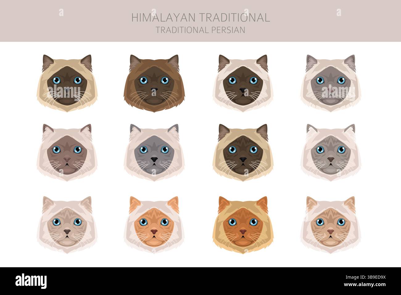 Himalayan Persian Cat longhaired clipart. Traditional classic type ...