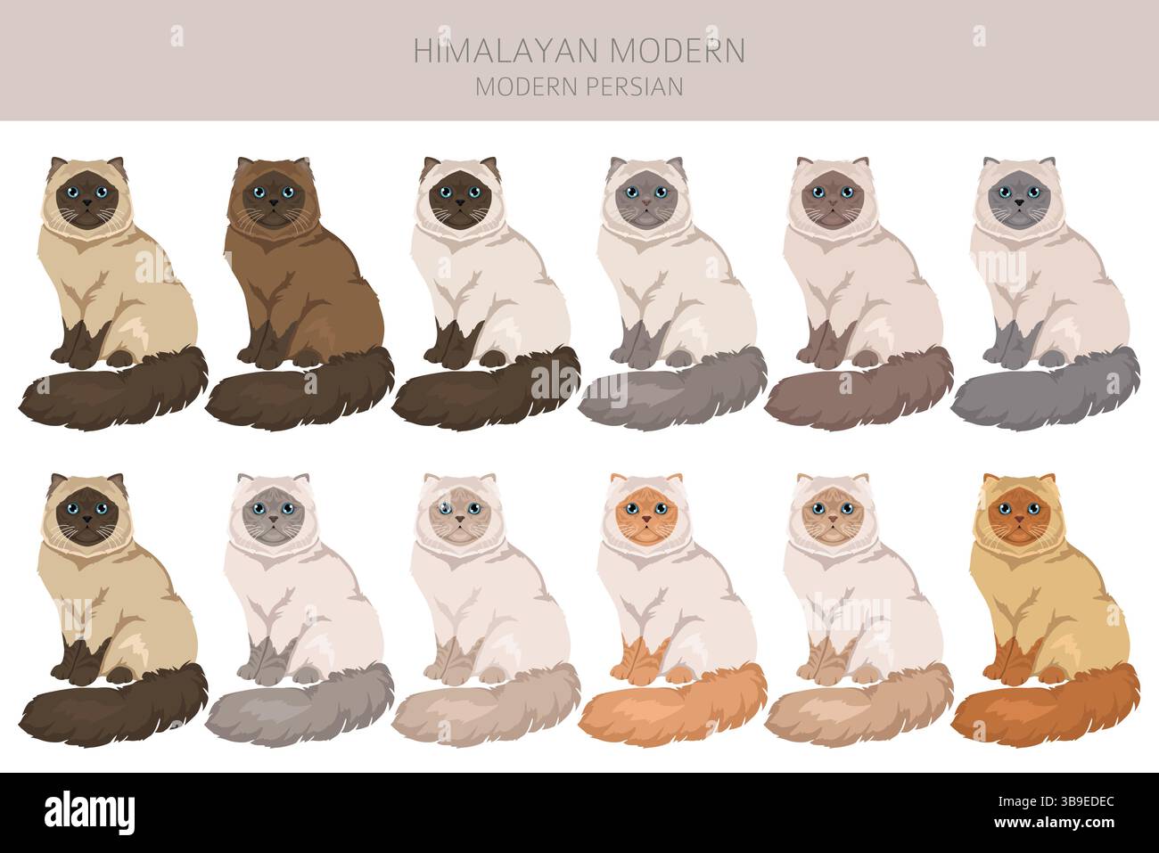 Himalayan Persian Cat longhaired clipart. Modern type persian cat. All ...