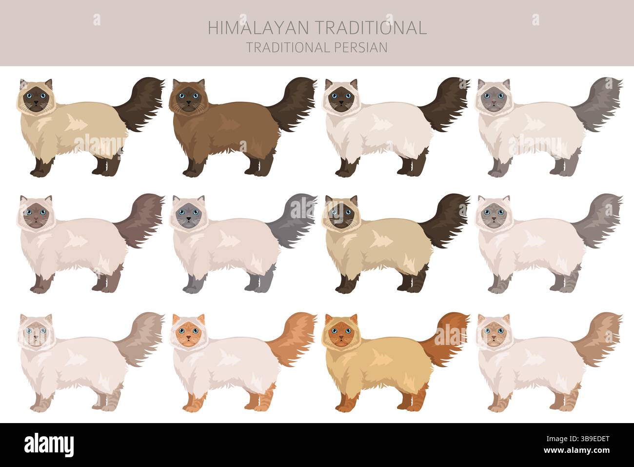 Himalayan Persian Cat longhaired clipart. Traditional classic type ...