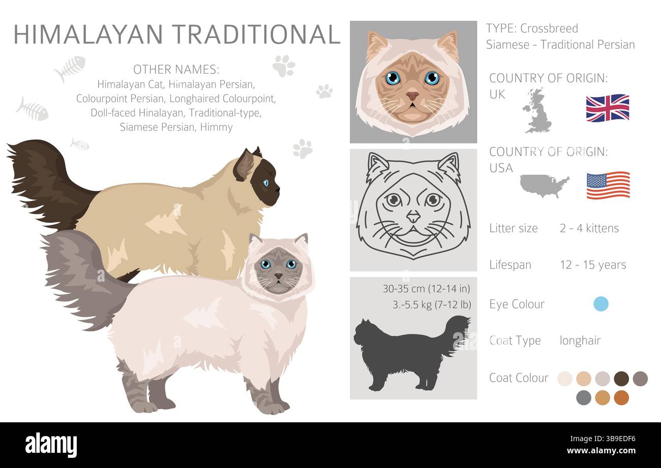 Himalayan Persian Cat longhaired clipart. Traditional classic type ...