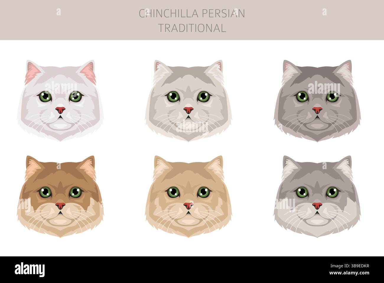 Chinchilla Persian Cat longhaired clipart. Traditional classic type ...