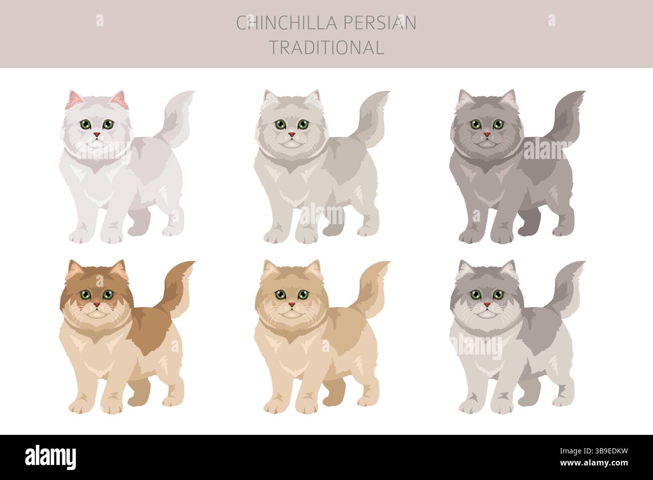 Chinchilla Persian Cat longhaired clipart. Traditional classic type ...