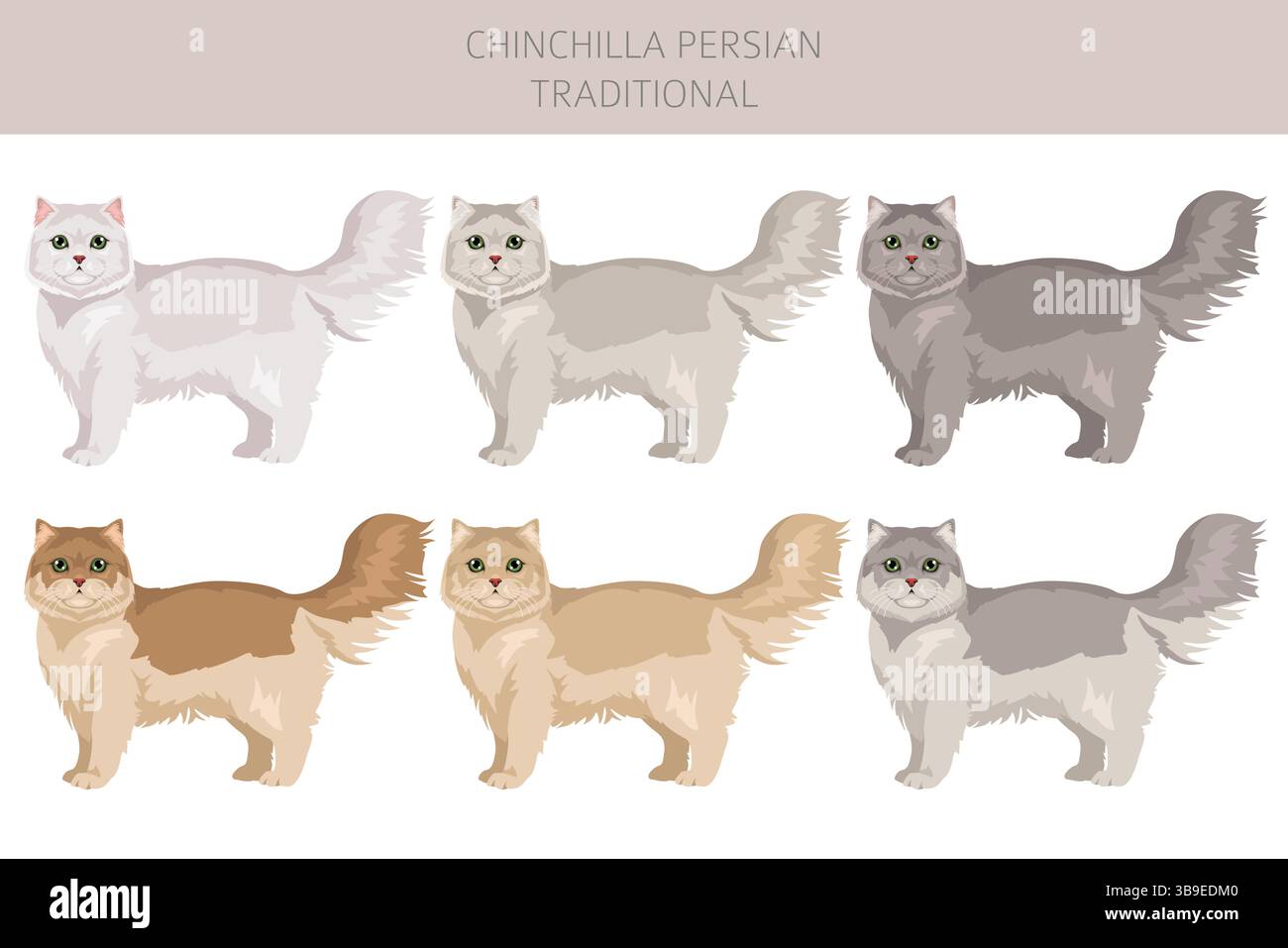 Chinchilla Persian Cat longhaired clipart. Traditional classic type ...