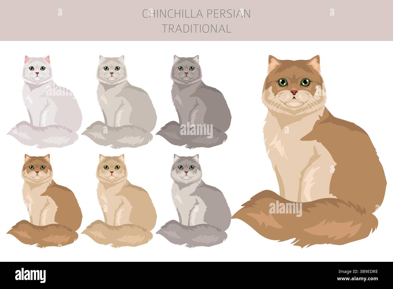 Chinchilla Persian Cat longhaired clipart. Traditional classic type ...
