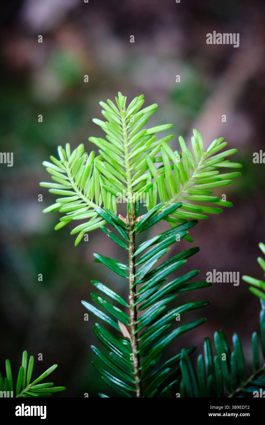 Silver fir sapling hi-res stock photography and images - Alamy