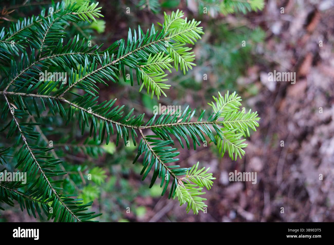 Silver fir sapling hi-res stock photography and images - Alamy