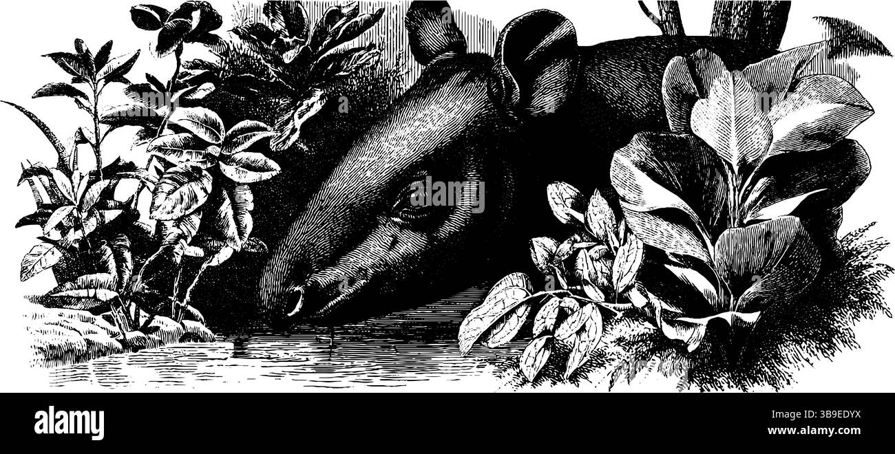 Vintage engraving of tapir in jungle with lush plants for nature ...