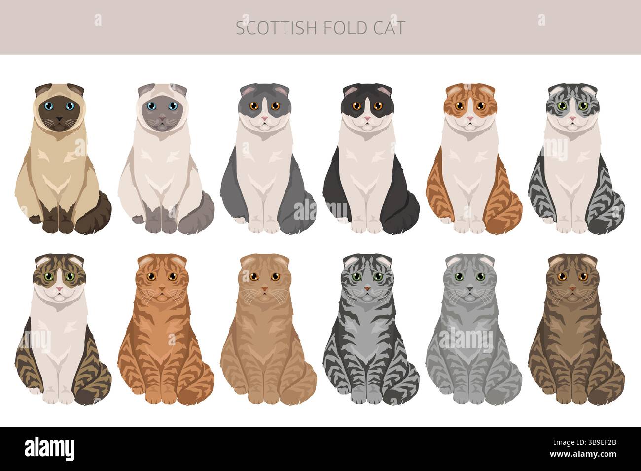 Longhair highland scottish fold hi-res stock photography and images - Alamy