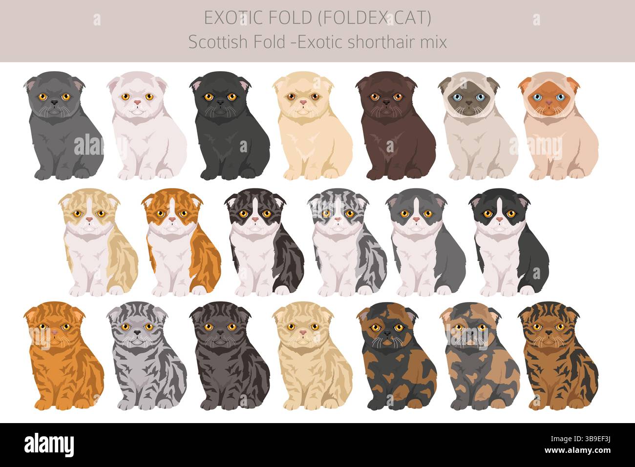 Foldex cat, Exotic Fold Cat clipart. All coat colors set. All cat ...