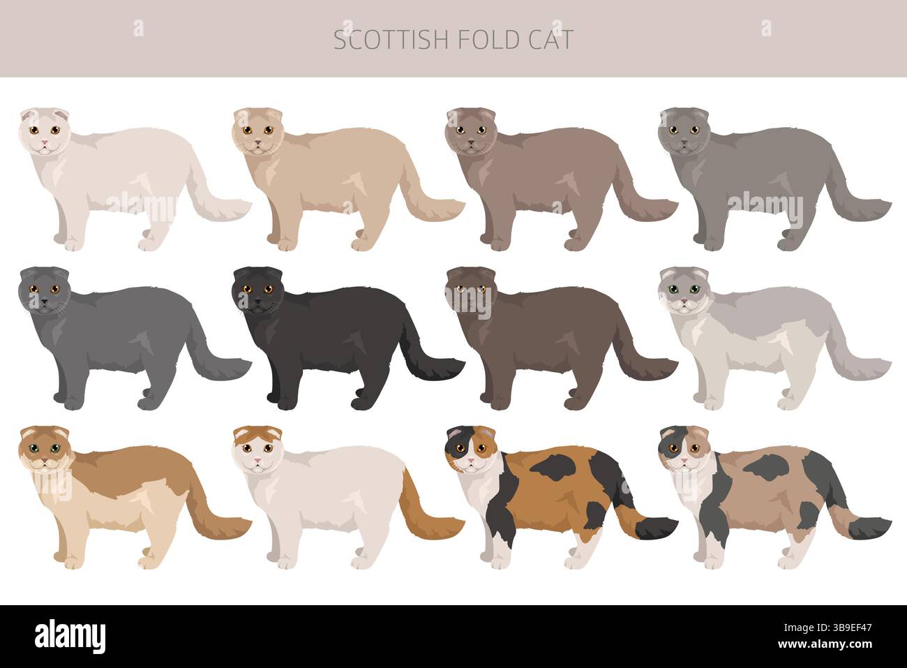 Scottish Fold Cat clipart. All coat colors set. All cat breeds ...